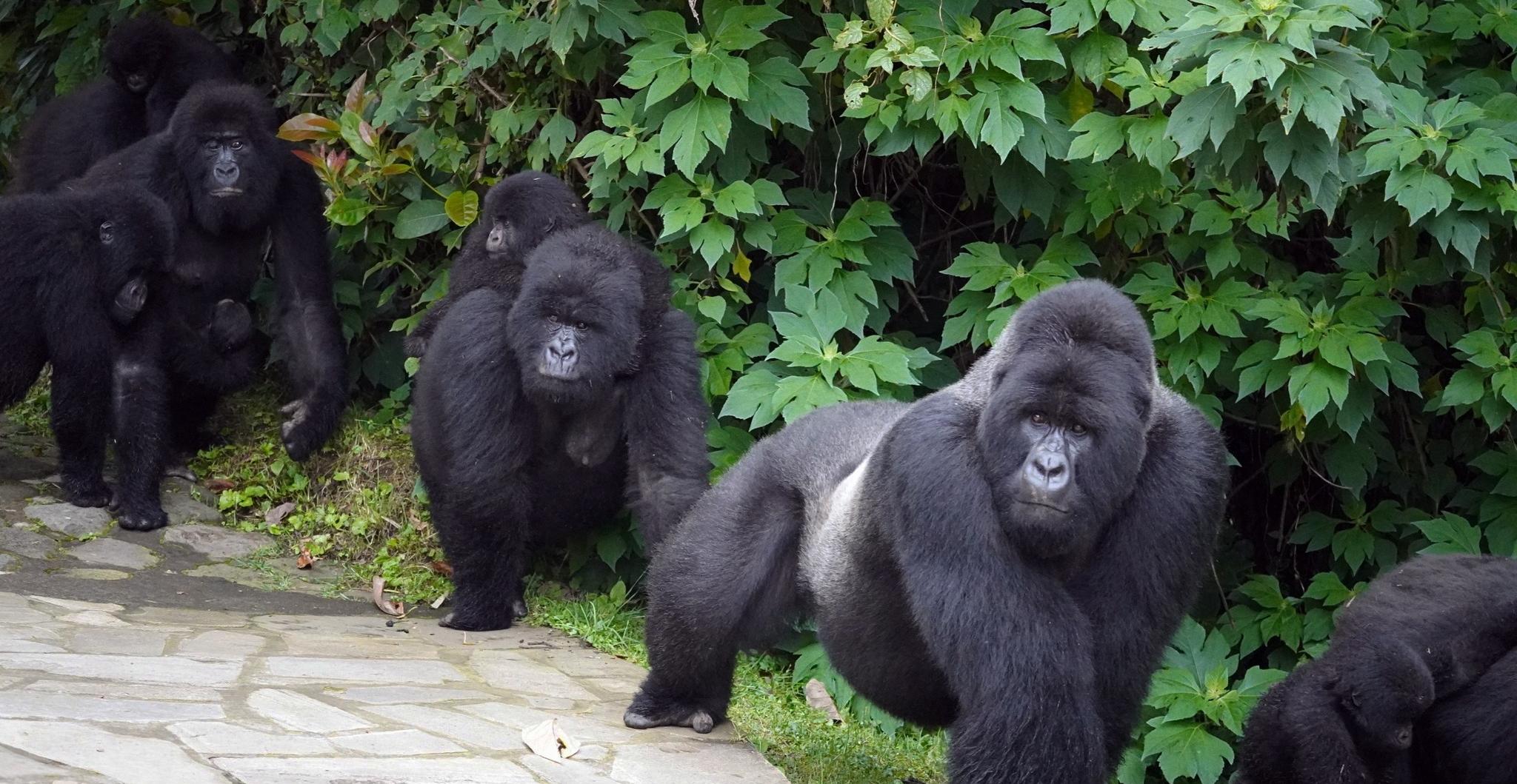 3 days Rwanda gorilla trekking safari - Gorilla trekking Safaris in Uganda, Rwanda And Congo ...